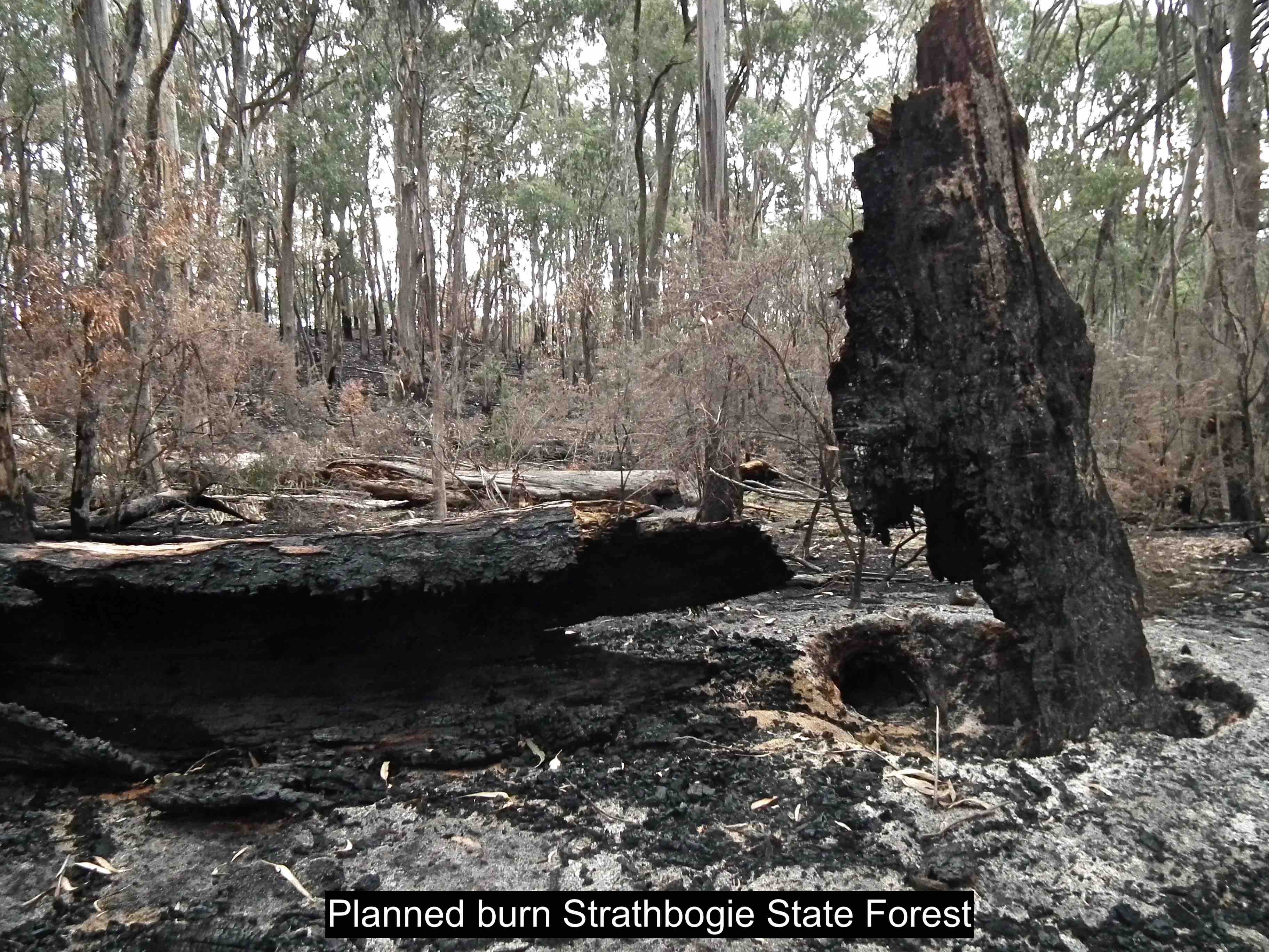 Save Our Strathbogie Forest Fundraiser | PBS FM